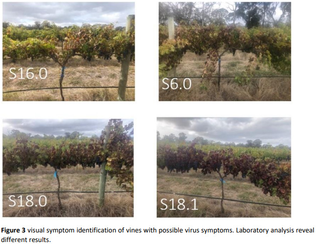 GrapeVine Virus Symposium Recording – Limestone Coast Grape and Wine ...